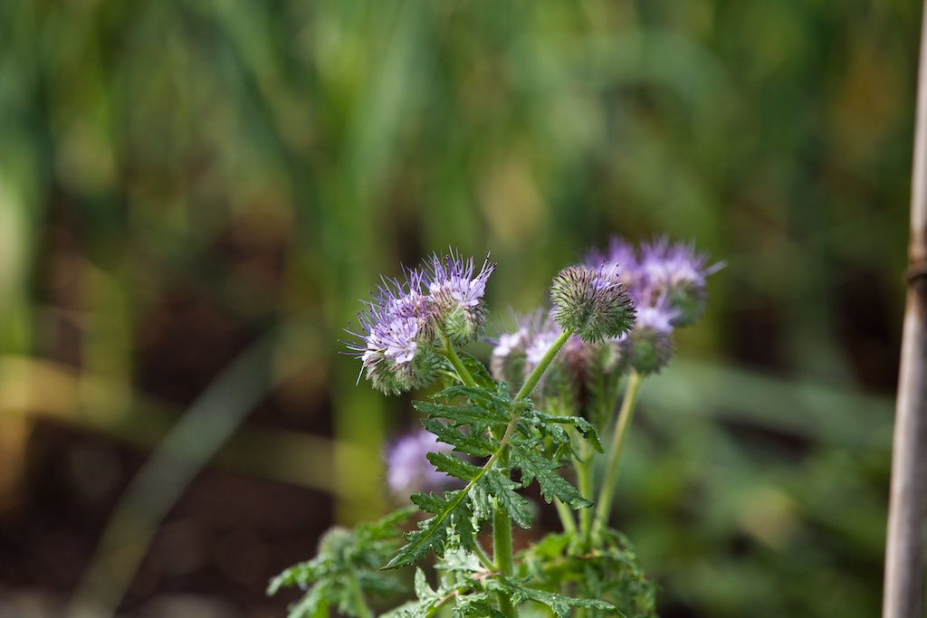 The Main Vegetable Garden | Chiot's Run
