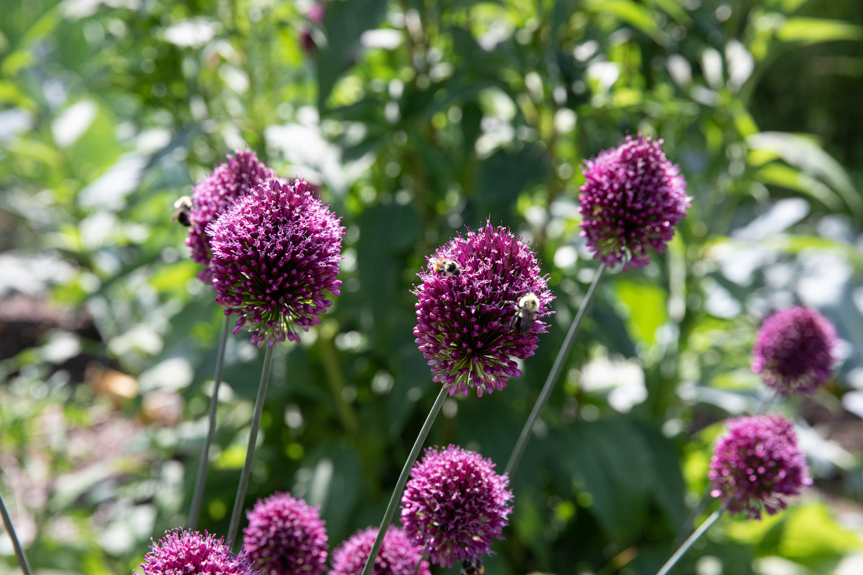 Chiot\'s Run - A chronicle of an organic life. - Part 4